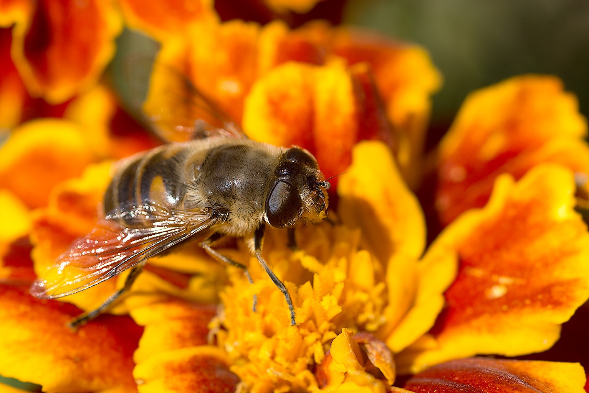 What is Biodiversity? - Wasted.ie